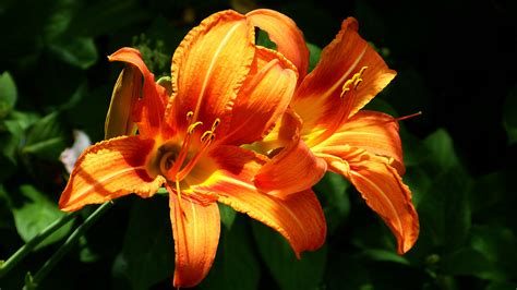 Lilien Foto And Bild Pflanzen Pilze And Flechten Blüten