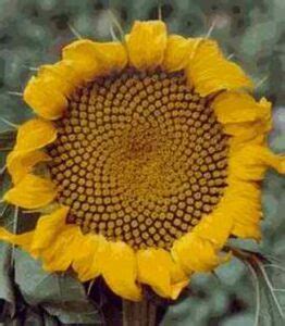 D Nde Se Puede Observar La Sucesi N De Fibonacci En La Vida Cotidiana