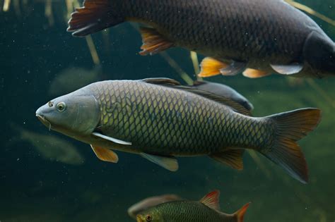 Сазан - Cyprinus carpio (карпия, короп)