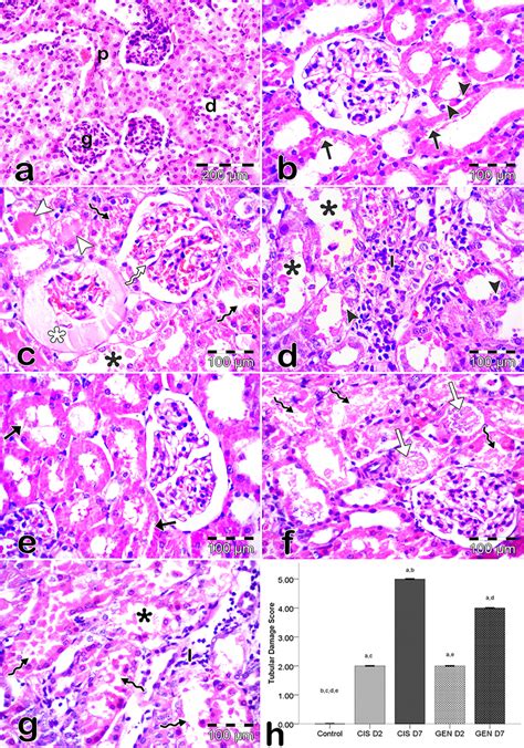 Representative Photomicrograph Of Hande Staining A The Control Group