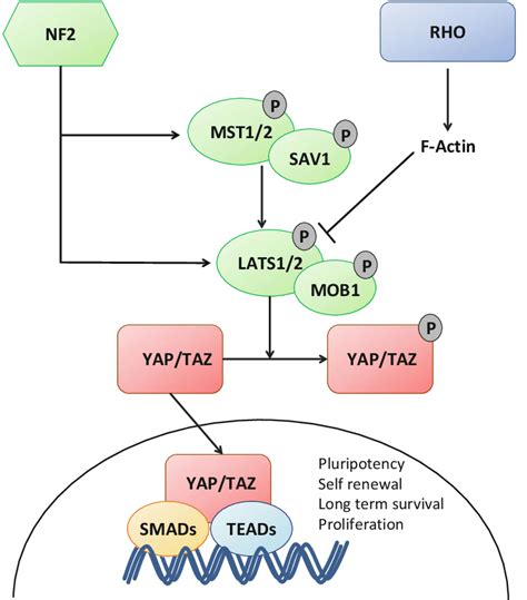 Schematic Representation Of Rho And Hippo Signaling Pathways Download