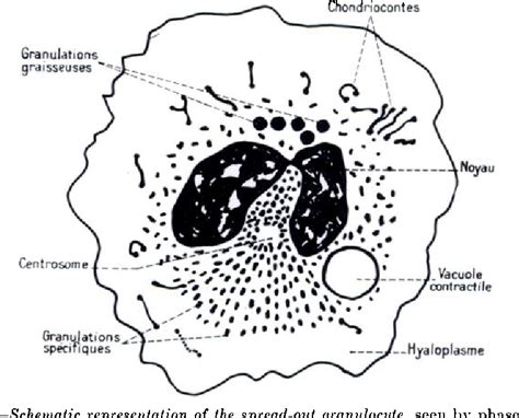 Figure 2 From Phase Contrast Microscopy And Electron Microscopy