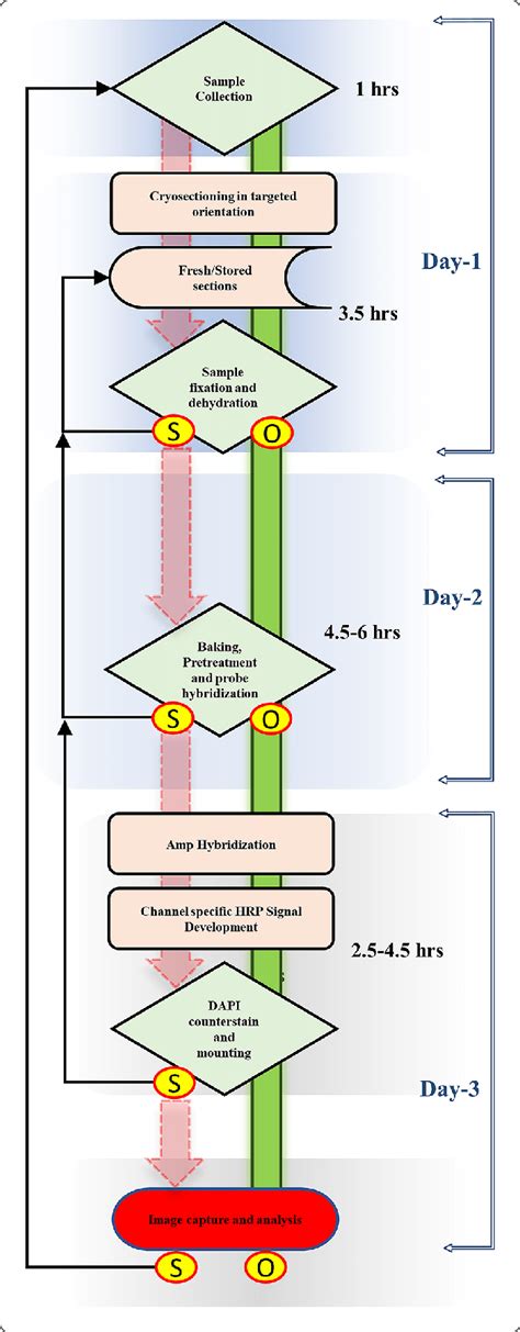Schematic Decision Making Flow Chart To Efficiently Carry Out The Download Scientific Diagram