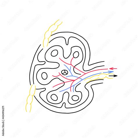 Lymph Node Structure Schematic Diagram Of Lymph Node Showing The Flow