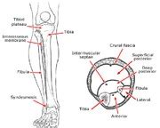 Tibia And Fibula Cross Section Course Hero