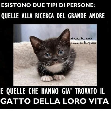 Gatti 10 Immagini Divertenti E Frasi Belle Top10immaginiit Gattini