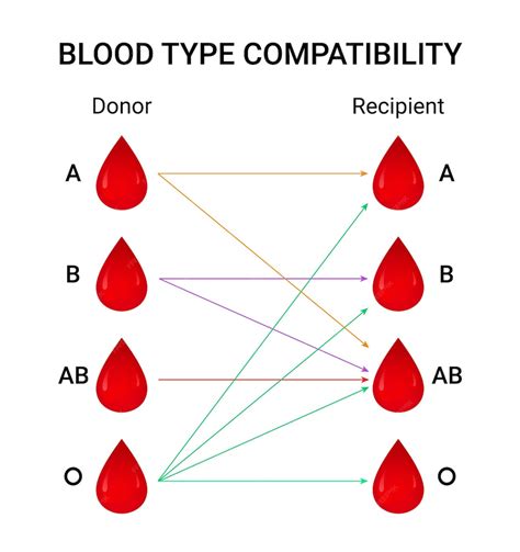 Premium Vector Diagram Of Blood Type Compatibility Premium Vector Diagram Of Blood Type Compatibility