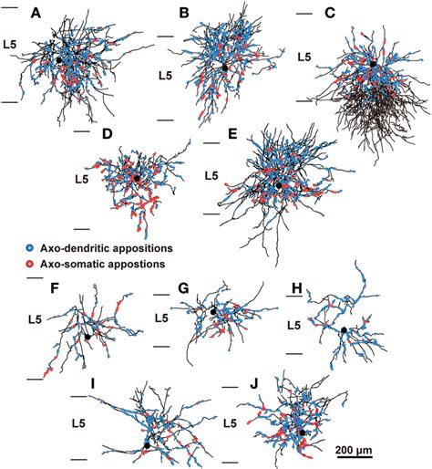 Morphological Analysis Of Axons Of L5 Fs Neurons Ad Two Dimensional