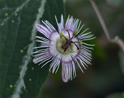 Passiflora Pardifolia 4 Pot Grassy Knoll Plants