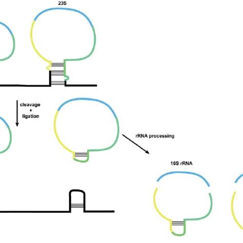 PDF Circular RNAs Diversity Of Form And Function