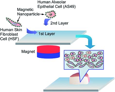 Nanoarchitectonics On Living Cells Rsc Advances Rsc Publishing Doi101039d1ra03424c