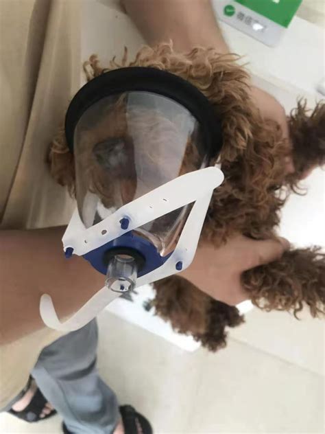 veterinary Anesthesia mask Wholesaler