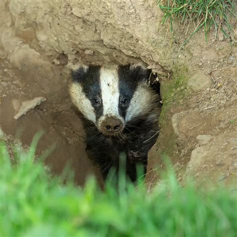 Badger Setts Protect The Wild