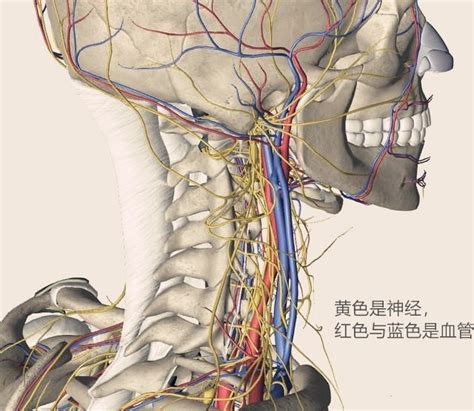 耳朵血管分布图第2页大山谷图库