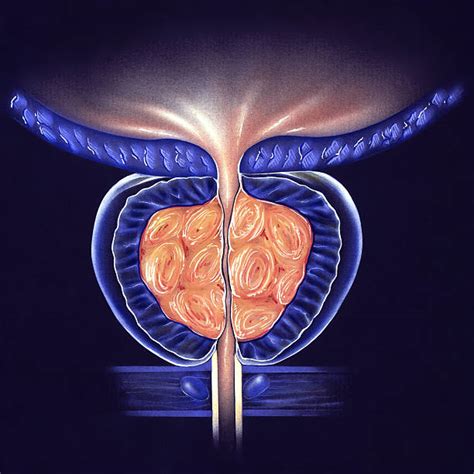 Prostate Gland Illustrations Royalty Free Vector Graphics And Clip Art