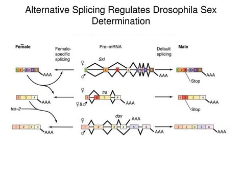 Ppt Post Transcriptional Rna Modifications Powerpoint Presentation