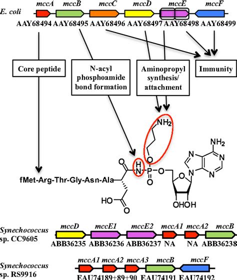 Figure 1 From Role Of A Microcin C Like Biosynthetic Gene Cluster In Allelopathic Interactions