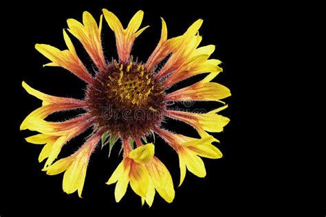 Rudbeckia Flower Autumn Flowers Isolated Background Close Up High Resolution Macro