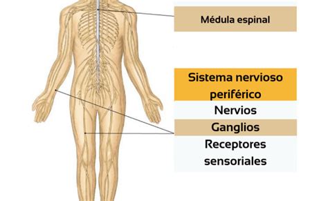 Sistema Nervioso Anatomia