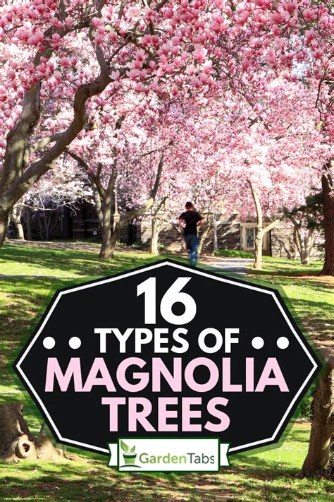 Magnolia Trees Artofit