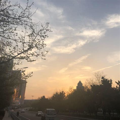 一只迷路的熊