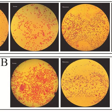 Photomicrographs Of The Vaginal Smears From Control A And