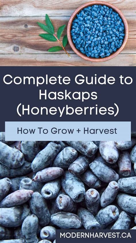 Complete Guide To Haskaps Honeyberries How To Grow Harvest