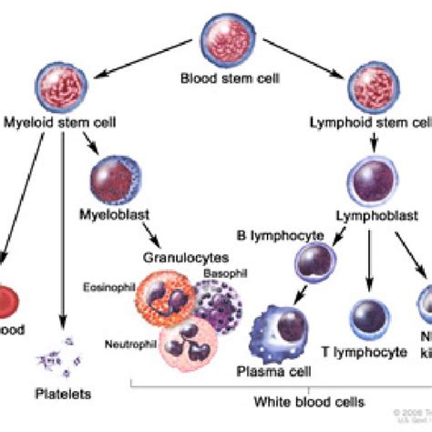 Schematic Of The Metastatic Process In Multiple Myeloma 1 Download Scientific Diagram