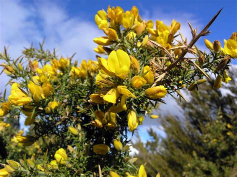 Gorse 20ml Panax Φαρμακείο