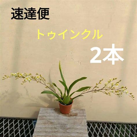 ②【速達便】トゥインクル 2寸 メルカリ