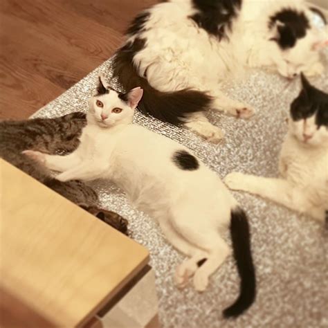 Happy Birthday！ 63はおみっちゃんの1歳のお誕生日でした😻🎉 見た目はすっかり大人猫ですが、 中身はまだまだお子