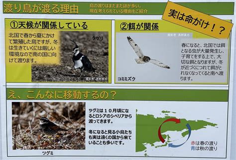 わたりどりの日 ①動物トピックス｜ブログ野毛山動物園公式サイト｜公益財団法人 横浜市緑の協会