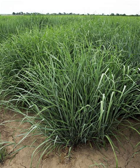 Switchgrass Biofuel