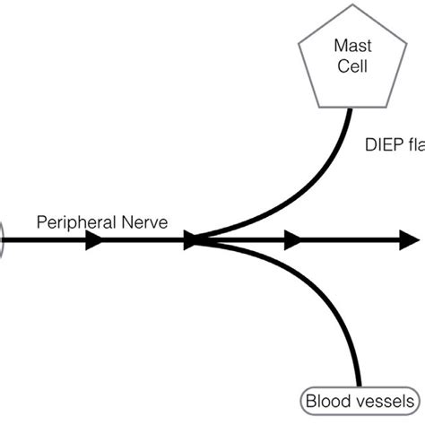 Diagram Demonstrating The Peripheral Nerve Pathway Of A Sensory Nerve