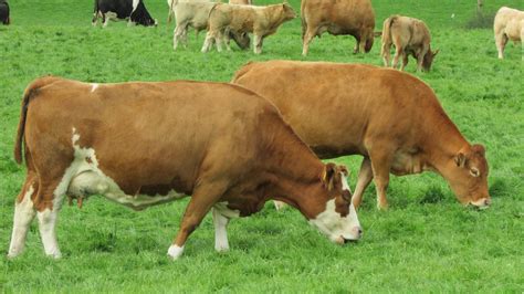 Exploiting The Full Potential Of Irish Grass Fed Beef Agrilandie
