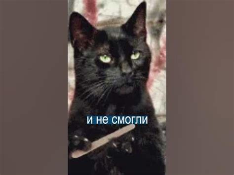 Кот закрыл дверь изнутри, пока хозяева были на даче - YouTube