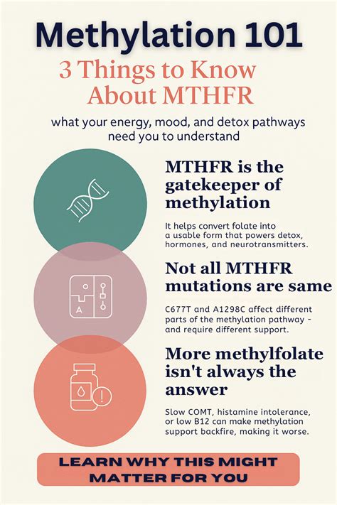 Mthfr Mutations Explained The Difference Between C677t And A1298c