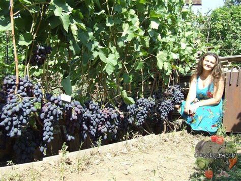 Сорт винограда Кодрянка Виноград Кодрянка относится к столовым сортам