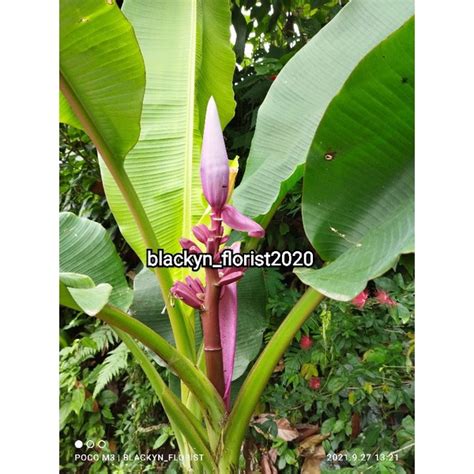 Jual Pisang Ungupisang Songgo Langitpisang Hias Shopee Indonesia