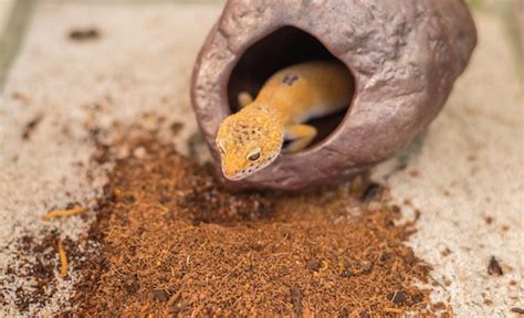 Leopard Gecko Habitat Guide: What Your Pet Actually Needs...