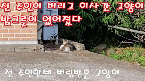 전 주인이 버리고 이사간 고양이 밥그릇이 없어졌다 Youtube