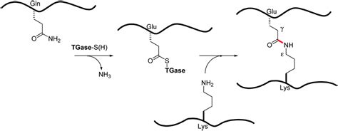 Site Specific Protein Labelling And Immobilization Mediated By Microbial Transglutaminase