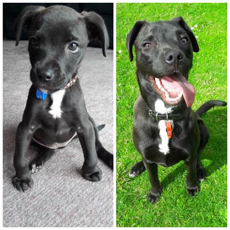 Бөмбөөхэй НОХОЙНЫ РАХИТ ӨВЧНИЙ ТУХАЙ Фэйсбүүкээр нохой