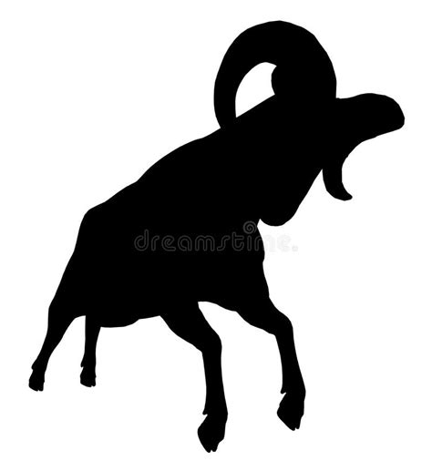 Bighorn Sheep Stock Illustrations 1860 Bighorn Sheep Stock