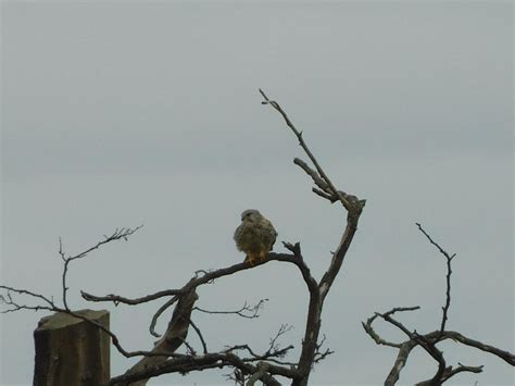 Help Identifying Bird Rwhatisthisbird