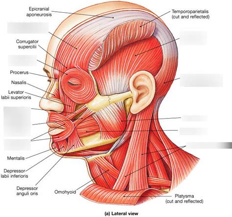 Bio 263 Lab Practical 4 Head Diagram Quizlet