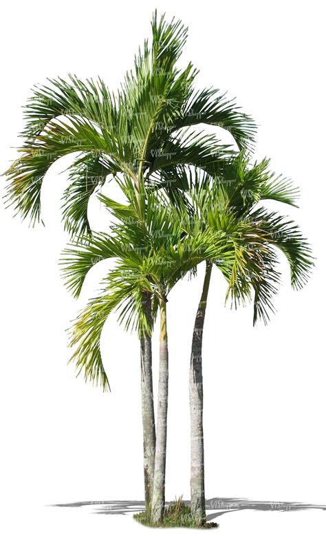 Three Cut Out Palm Trees Cut Out Trees And Plants Vishopper Palm