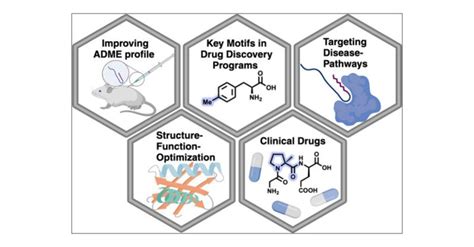 Unnatural Amino Acids Strategies Designs And Applications In
