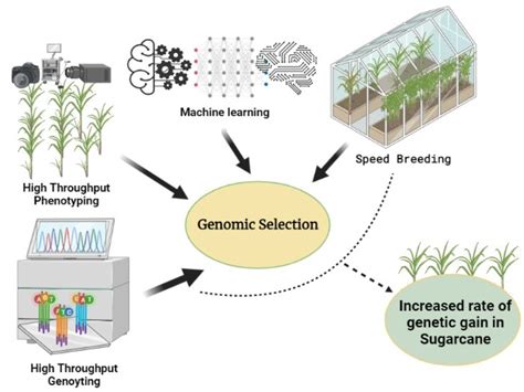 plants free full text integrated approach in genomic selection to