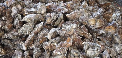 골칫거리 굴 패각 고순도 탄산칼슘 탈바꿈탄소중립에 기여